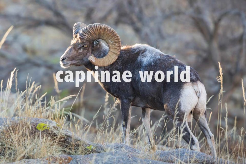 Gobi Argali (Ovis ammon darwini) – Ralfs' Wildlife and Wild Places