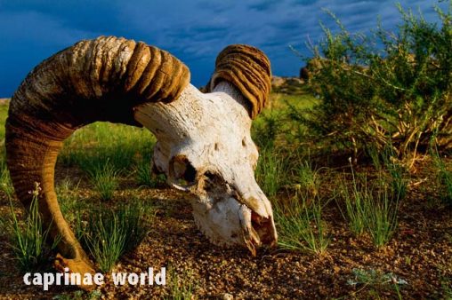 Gobi Argali (Ovis ammon darwini) – Ralfs' Wildlife and Wild Places