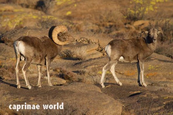 Gobi Argali (Ovis ammon darwini) – Ralfs' Wildlife and Wild Places