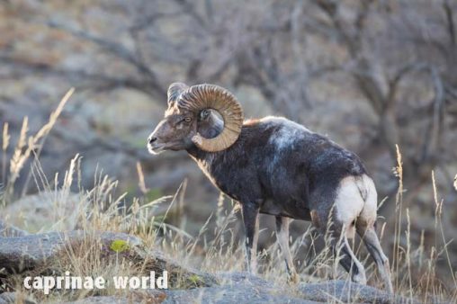 Gobi Argali (Ovis ammon darwini) – Ralfs' Wildlife and Wild Places