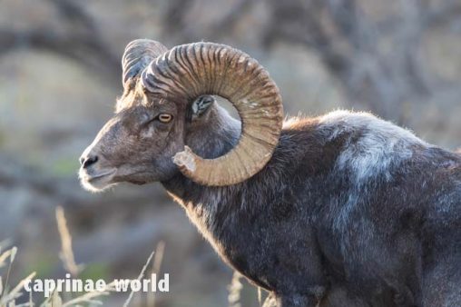 Gobi Argali (Ovis ammon darwini) – Ralfs' Wildlife and Wild Places