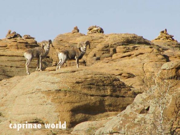 Gobi Argali (Ovis ammon darwini) – Ralfs' Wildlife and Wild Places