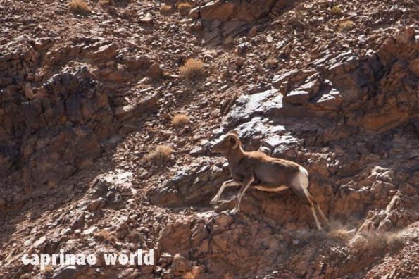 Gobi Argali (Ovis ammon darwini) – Ralfs' Wildlife and Wild Places
