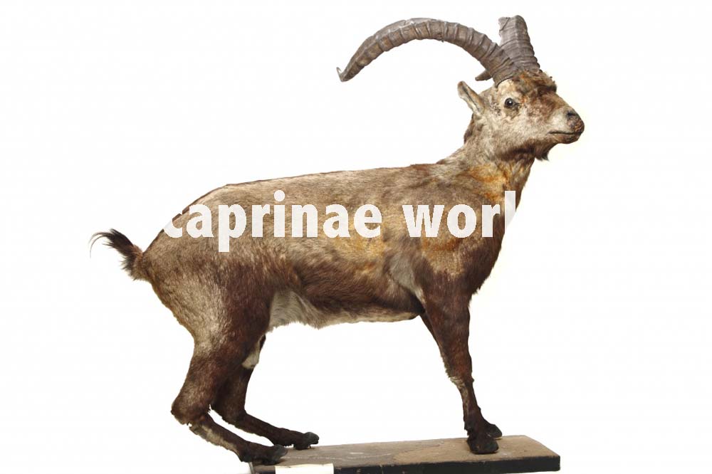 Iberian ibex (Capra pyrenaica) – Ralfs' Wildlife and Wild Places