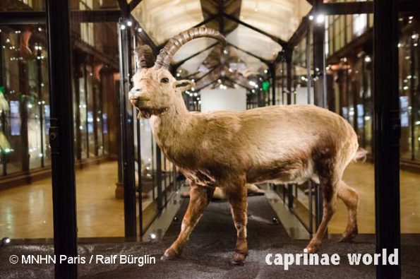 Pyrenean Ibex (Capra pyrenaica pyrenaica) – Ralfs' Wildlife and Wild Places