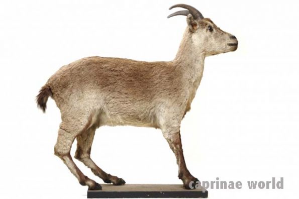 Pyrenean Ibex (Capra pyrenaica pyrenaica) – Ralfs' Wildlife and Wild Places