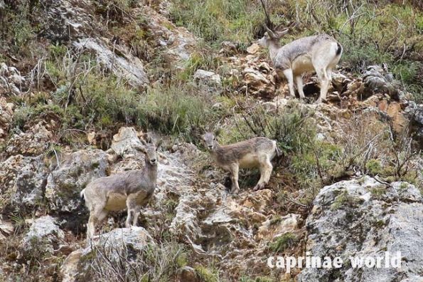 Chinese Bharal (Pseudois nayaur szechuanensis) – Ralfs' Wildlife and ...