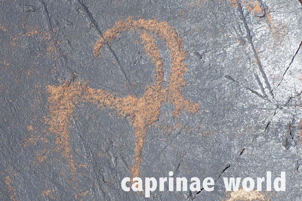 Caprinae petroglyphs – Ralfs' Wildlife and Wild Places