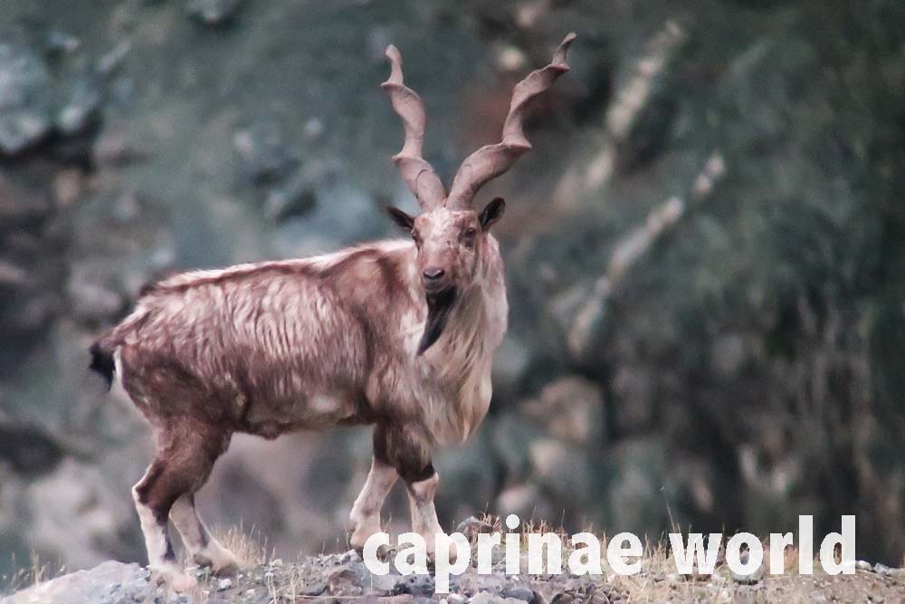 Markhor (Capra falconeri) – Ralfs' Wildlife and Wild Places