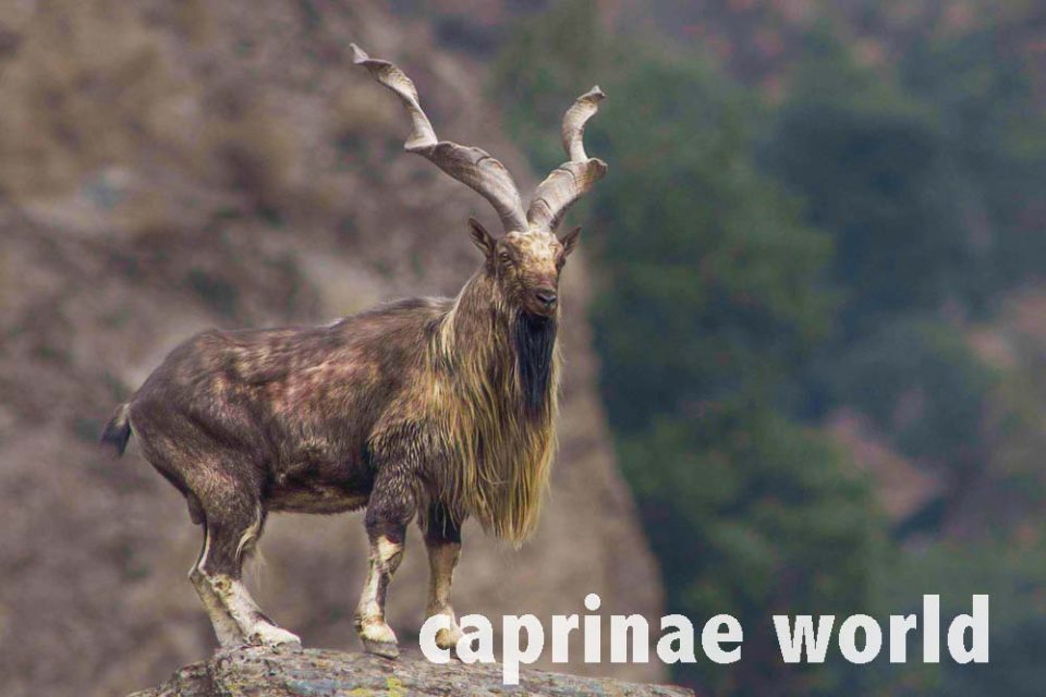 Markhor (Capra falconeri) – Ralfs' Wildlife and Wild Places