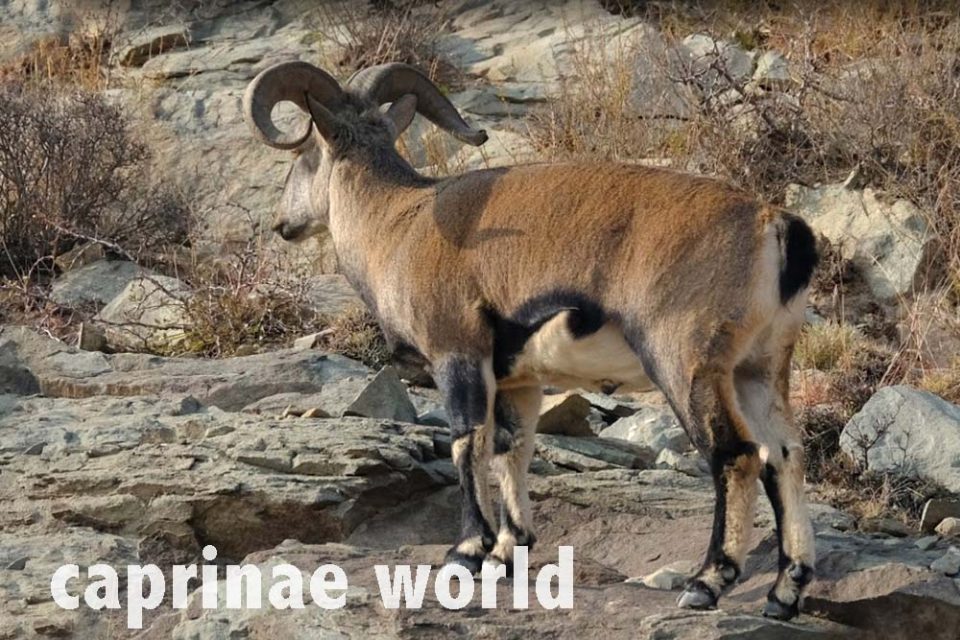 Bharal (Pseudois sp.) – Ralfs' Wildlife and Wild Places