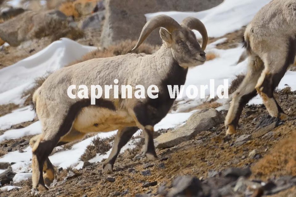 Bharal (Pseudois sp.) – Ralfs' Wildlife and Wild Places