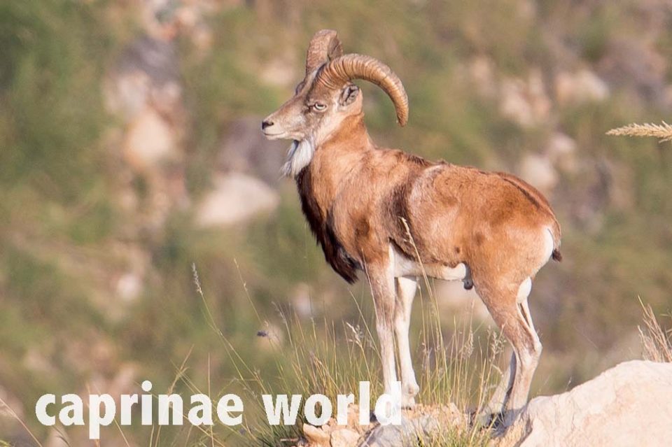 Punjab Urial (Ovis vignei punjabiensis) – Ralfs' Wildlife and Wild Places