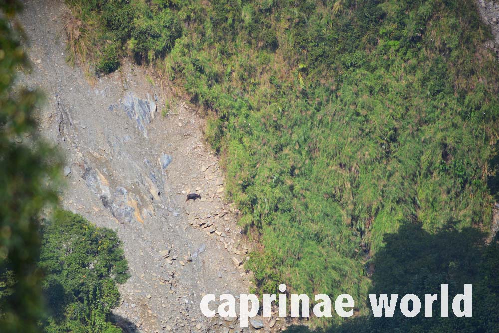 Caprinae World – Ralfs' Wildlife and Wild Places