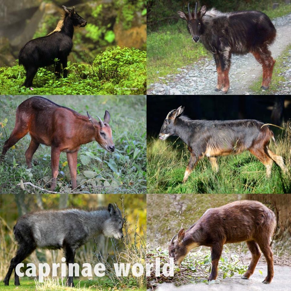 Caprinae World – Ralfs' Wildlife and Wild Places