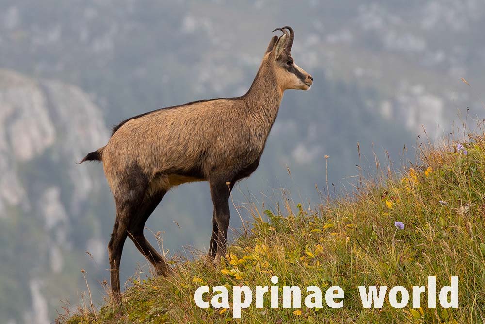 Caprinae World – Ralfs' Wildlife and Wild Places