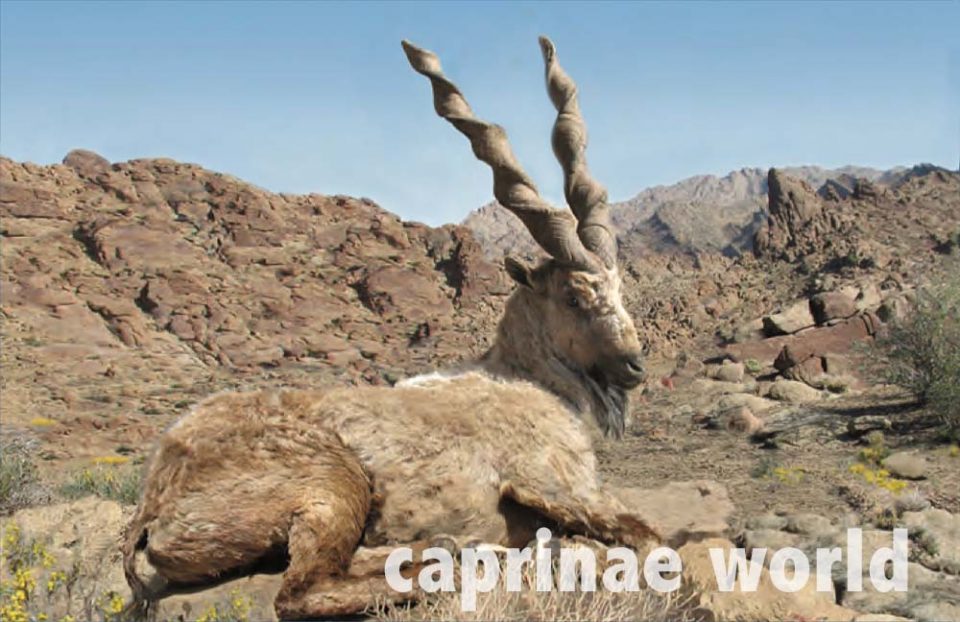 Caprinae World – Ralfs' Wildlife and Wild Places