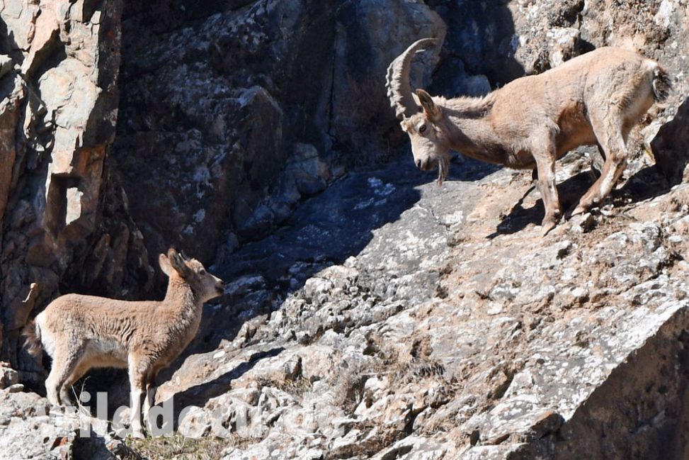 Wildlife in the Darwaz Mountains of Tajikistan – Ralfs' Wildlife and ...