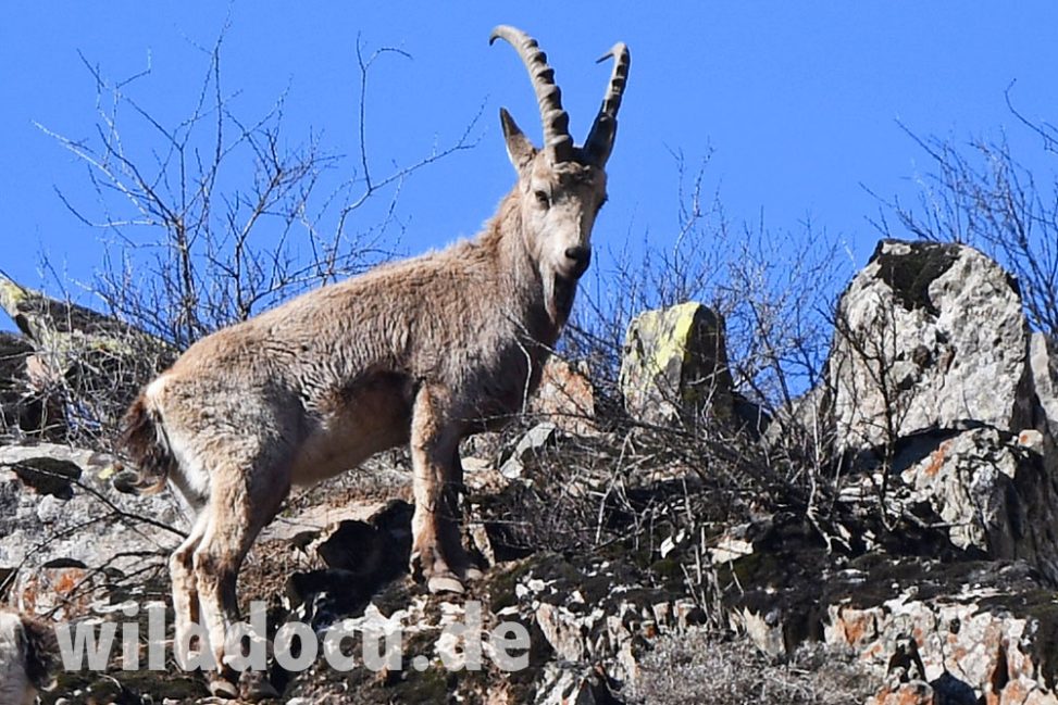 Wildlife in the Darwaz Mountains of Tajikistan – Ralfs' Wildlife and ...