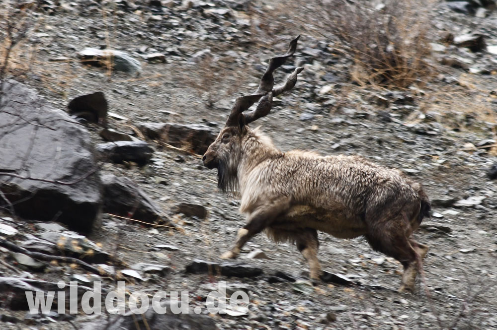 Wildlife in the Darwaz Mountains of Tajikistan – Ralfs' Wildlife and ...
