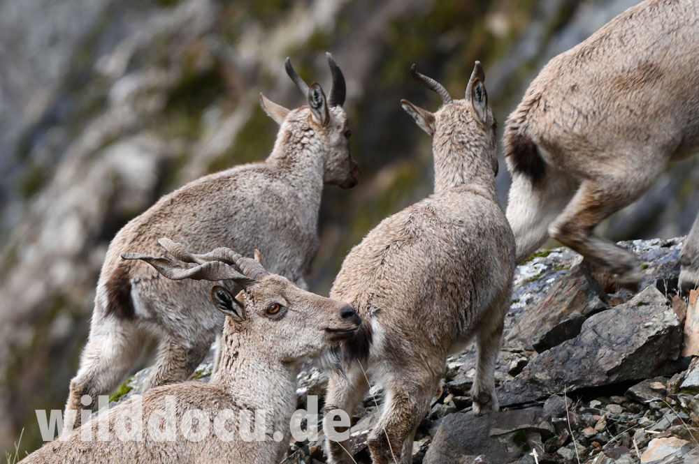 Wildlife in the Darwaz Mountains of Tajikistan – Ralfs' Wildlife and ...