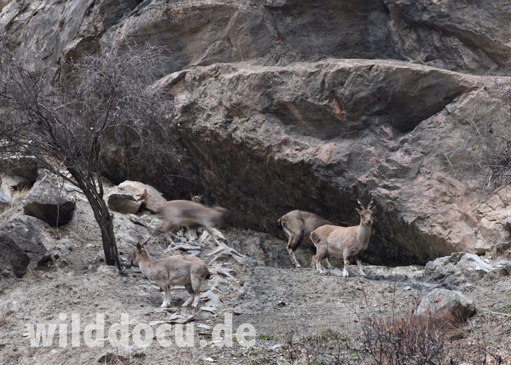 Wildlife in the Darwaz Mountains of Tajikistan – Ralfs' Wildlife and ...