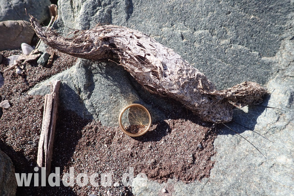 Wildlife in the Darwaz Mountains of Tajikistan – Ralfs' Wildlife and ...