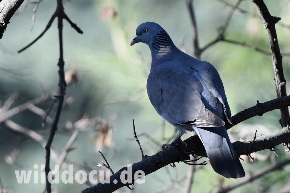 Winter birds of Darwaz, Tajikistan – Ralfs' Wildlife and Wild Places