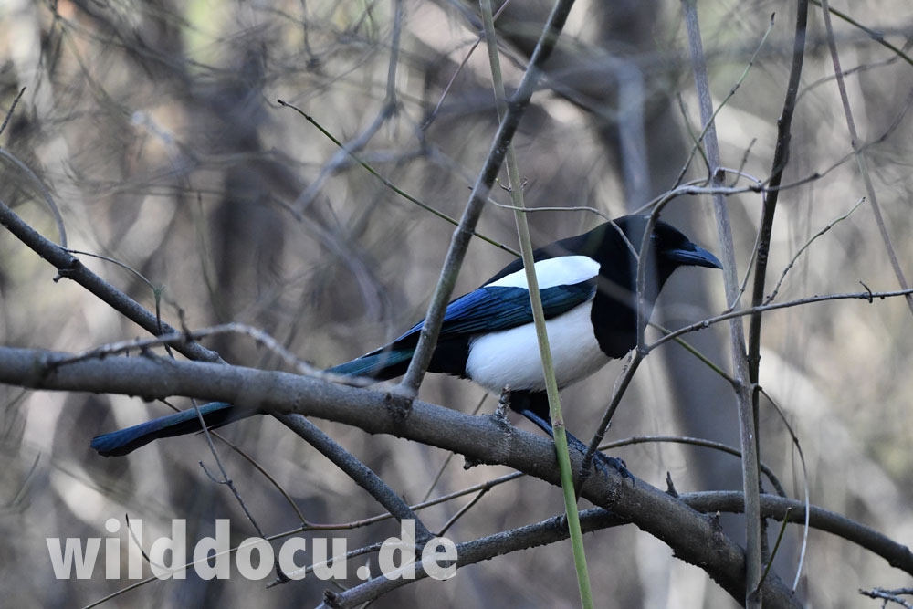 Winter birds of Darwaz, Tajikistan – Ralfs' Wildlife and Wild Places