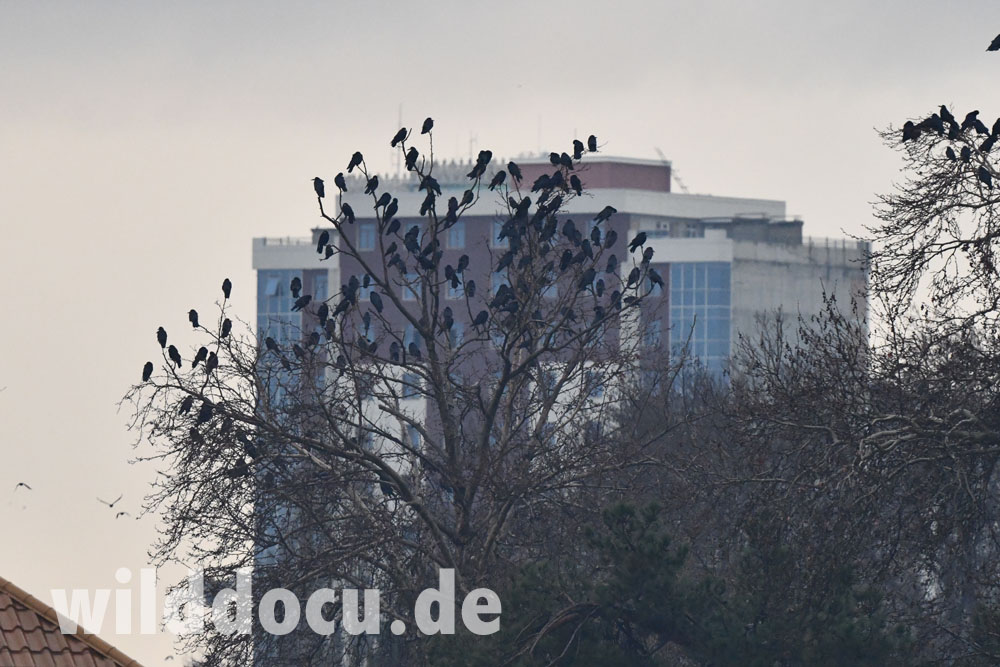 Winter birds of Darwaz, Tajikistan – Ralfs' Wildlife and Wild Places