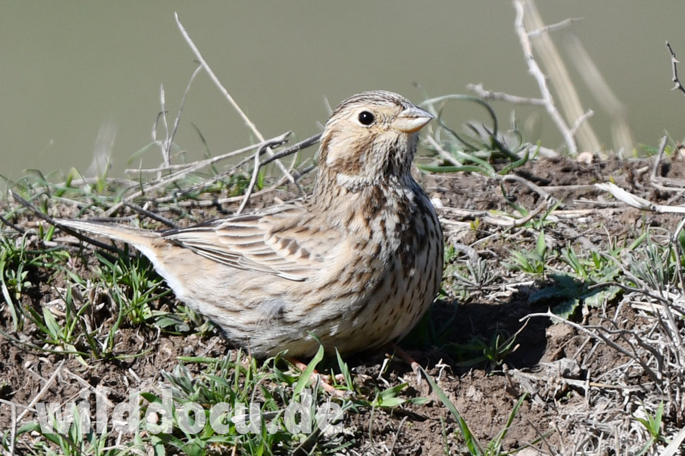 Winter birds of Darwaz, Tajikistan – Ralfs' Wildlife and Wild Places