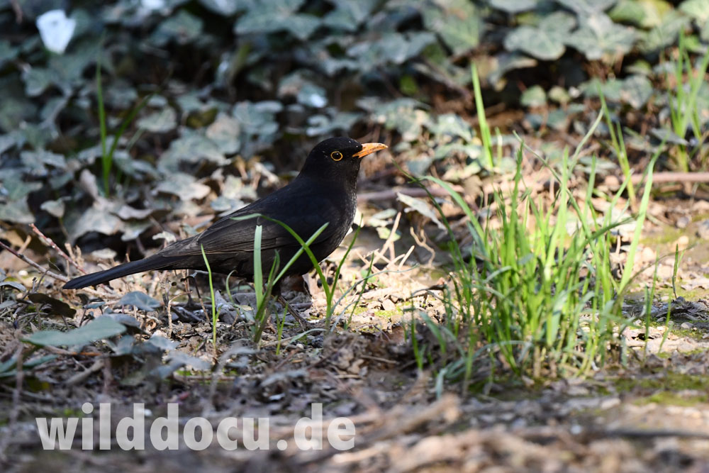 Winter birds of Darwaz, Tajikistan – Ralfs' Wildlife and Wild Places