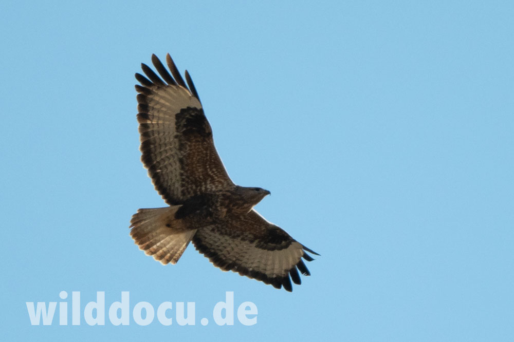 Winter birds of Darwaz, Tajikistan – Ralfs' Wildlife and Wild Places