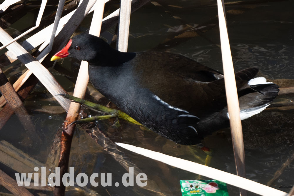 Winter birds of Darwaz, Tajikistan – Ralfs' Wildlife and Wild Places