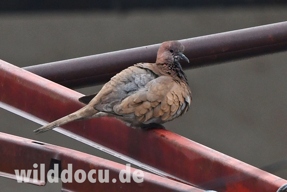 Winter birds of Darwaz, Tajikistan – Ralfs' Wildlife and Wild Places