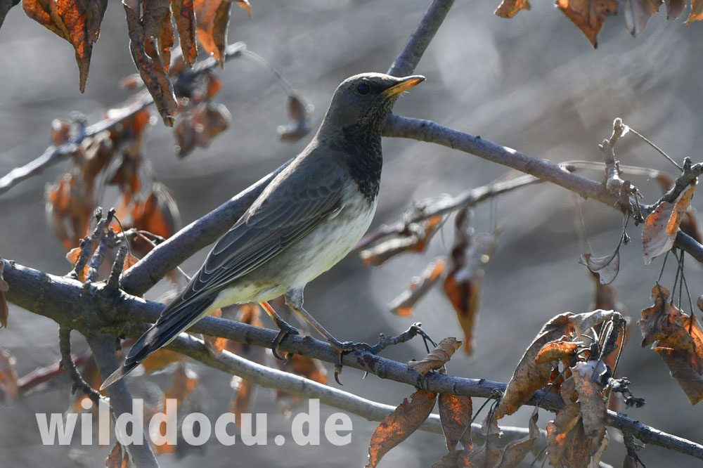 Winter birds of Darwaz, Tajikistan – Ralfs' Wildlife and Wild Places