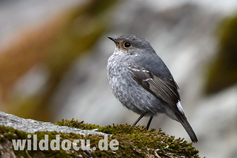 Winter birds of Darwaz, Tajikistan – Ralfs' Wildlife and Wild Places