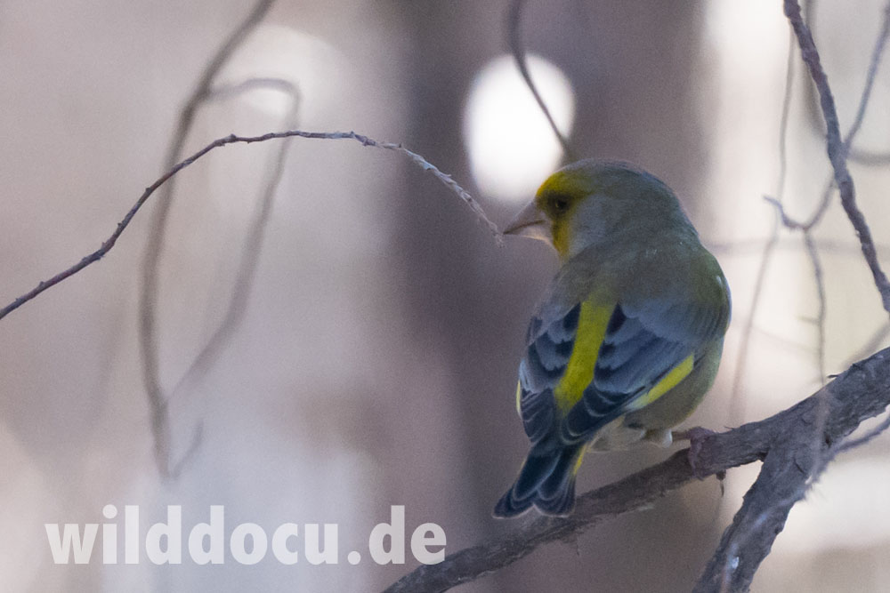 Winter birds of Darwaz, Tajikistan – Ralfs' Wildlife and Wild Places