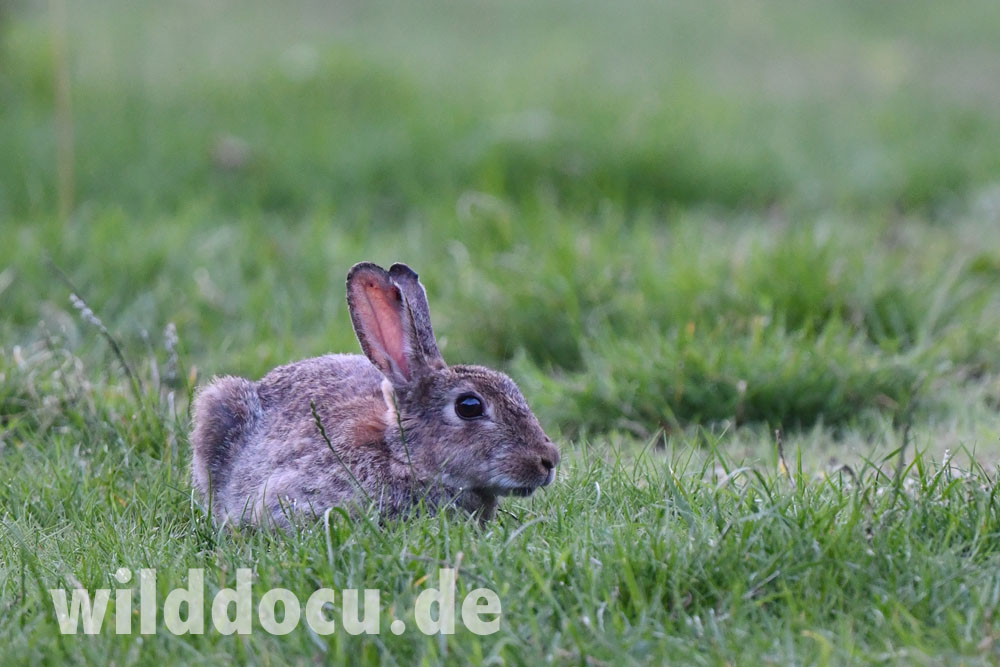 Mammal encounters in Sweden – Ralfs' Wildlife and Wild Places