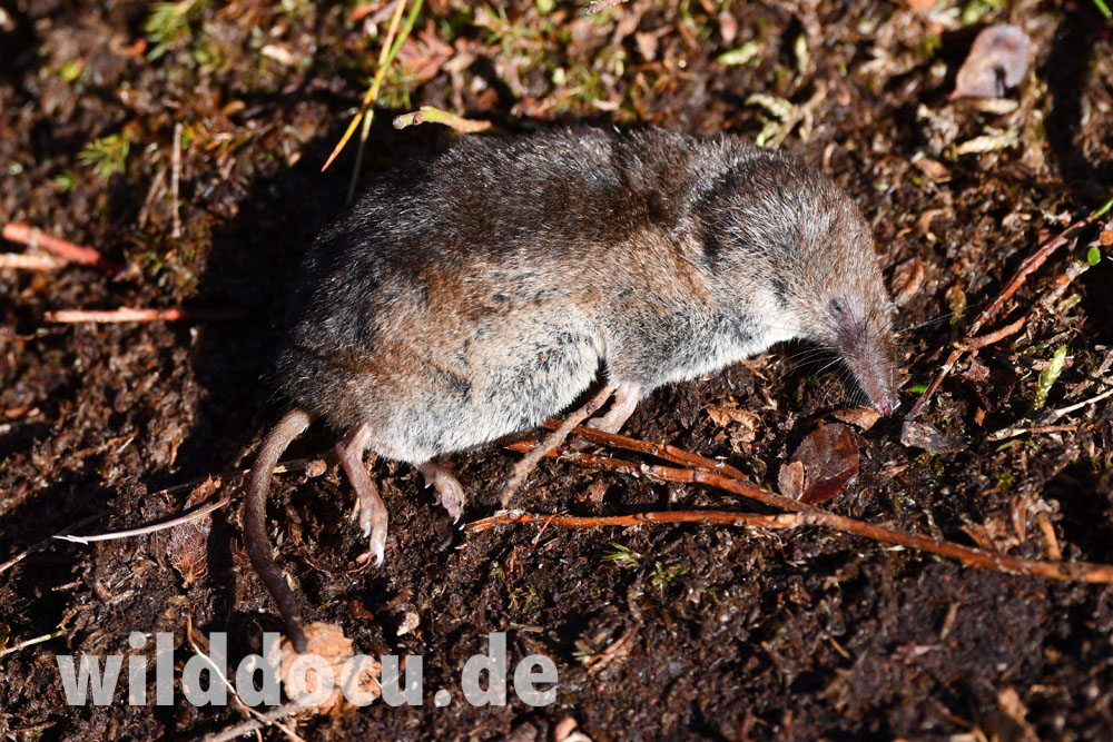 Mammal encounters in Sweden – Ralfs' Wildlife and Wild Places