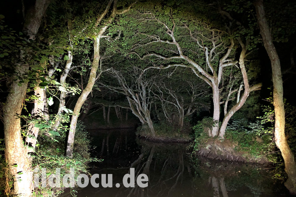 Mammal encounters in Sweden – Ralfs' Wildlife and Wild Places