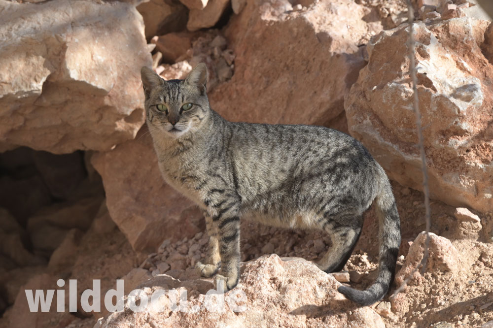 Wildlife of the Arabian Desert – Ralfs' Wildlife and Wild Places