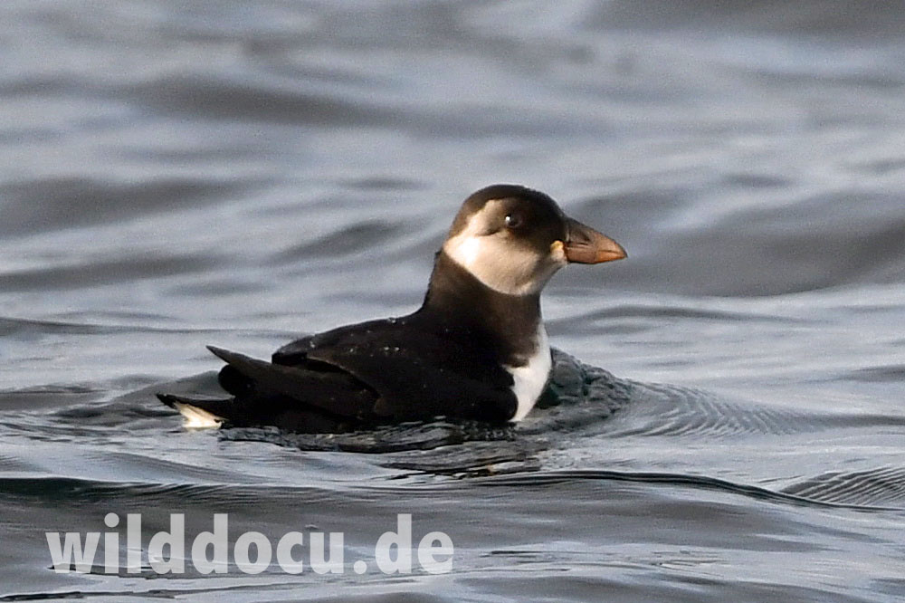 Road trip to the whales of Norway – Ralfs' Wildlife and Wild Places