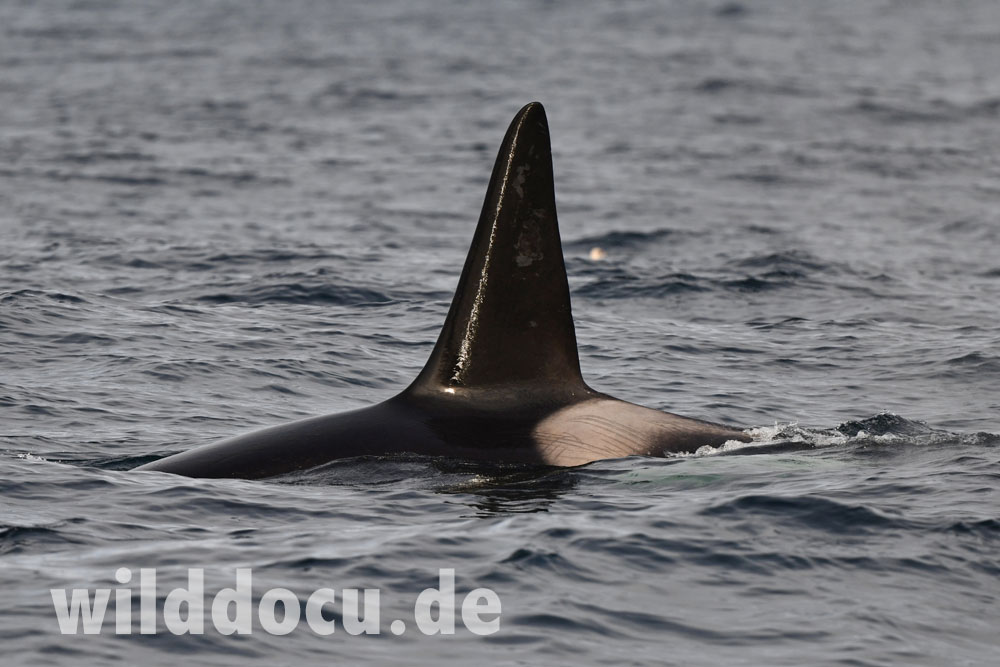 Road trip to the whales of Norway – Ralfs' Wildlife and Wild Places