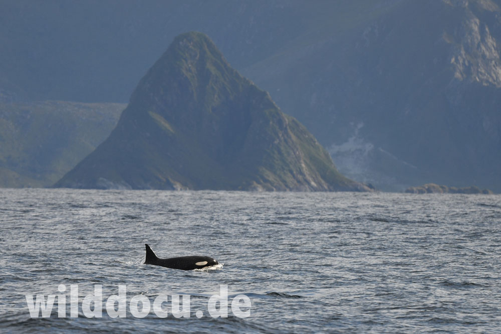 Road trip to the whales of Norway – Ralfs' Wildlife and Wild Places