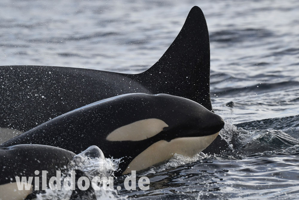 Road trip to the whales of Norway – Ralfs' Wildlife and Wild Places