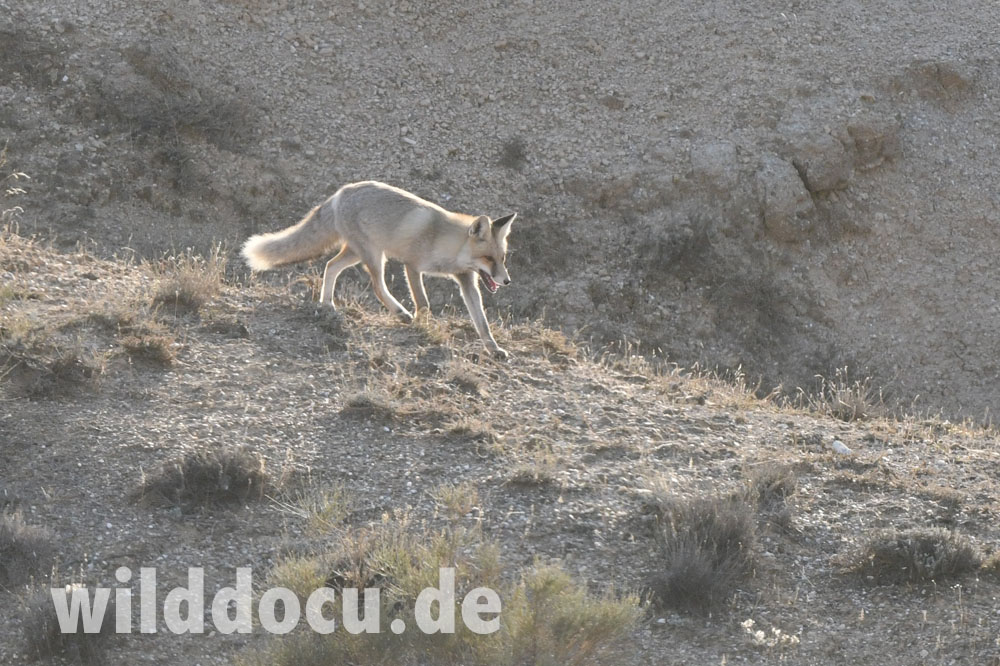 With poachers and other friendly folks through Turkey – Ralfs' Wildlife ...