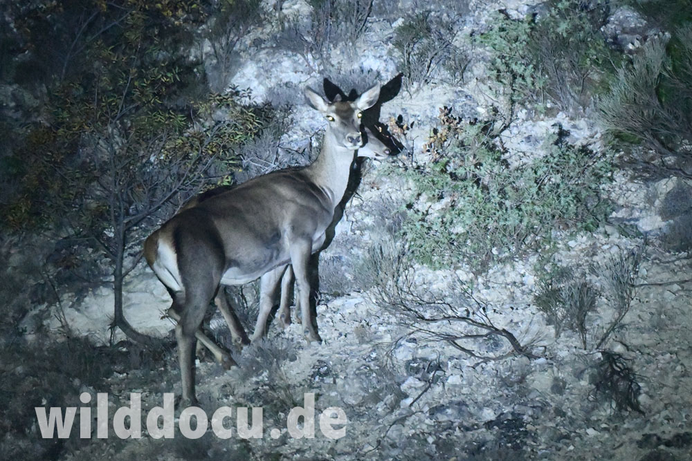 With poachers and other friendly folks through Turkey – Ralfs' Wildlife ...