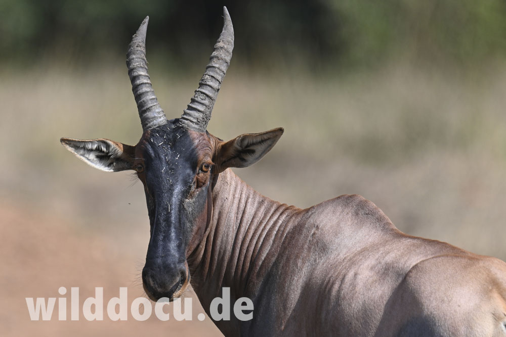 The world’s best mammal watching – Ralfs' Wildlife and Wild Places