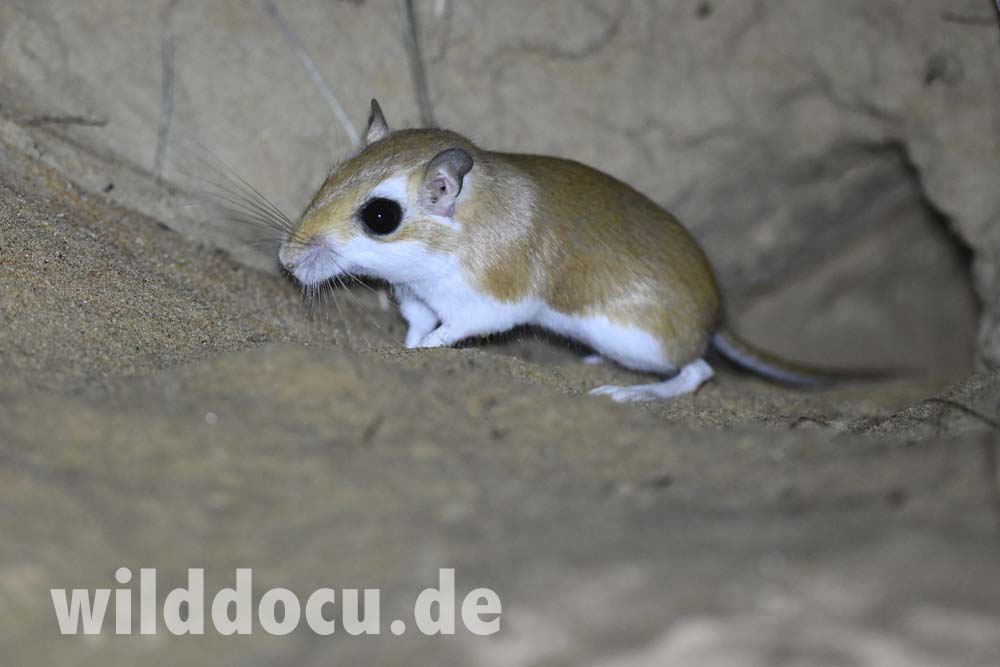 Back in the living desert – Ralfs' Wildlife and Wild Places